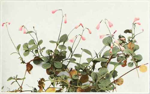 Honeysuckle Family - Capri Foliaceae - Twinflower; Deer Vine - Linnaea ...
