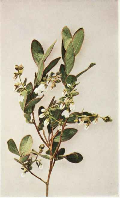 Huckleberry Family - Vacciniaceae - Dwarf Huckleberry; Gopherberry ...