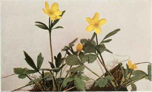 Hispid Buttercup - Ranunculus Hispidus Michaux - Plate 60b