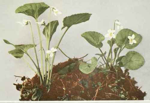 Large-Leaved White Violet - Viola Incognita Brainerd - Plate 139b