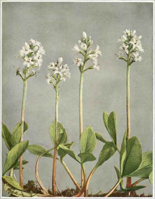 Bnckbean Family - Menyanthaceae Buckbean; Marsh Trefoil - Menyanthes ...