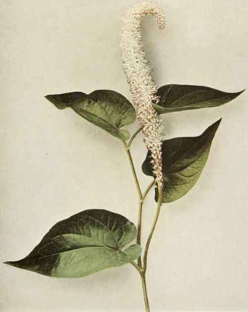 Lizard's-Tail Family - Saururaceae - Lizard's-Tail - Saururus Ceriums ...
