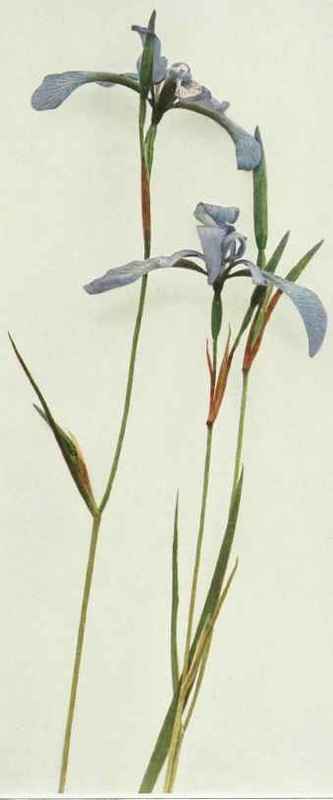 Narrow Blue Flag; Poison Flagroot - Iris Prismatica Pursh - Plate 27