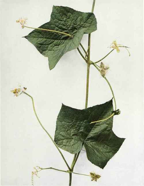 Gourd Family - Cucurbitaceae - One-Seeded Bur Cucumber; Star Cucumber ...