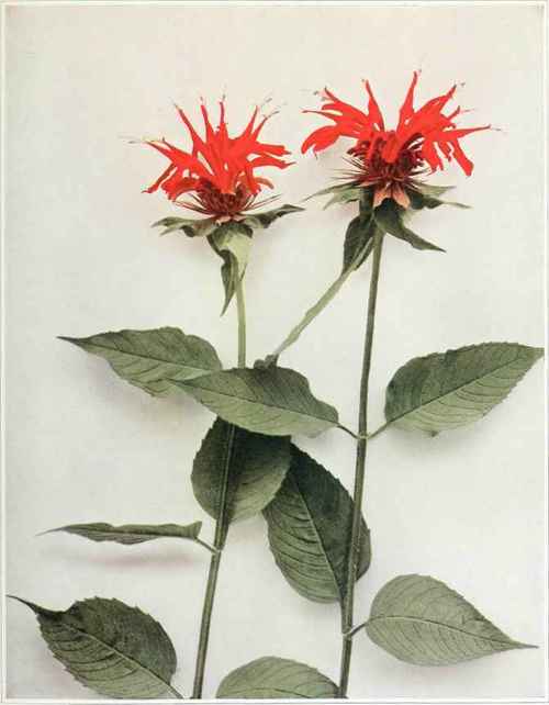 Oswego Tea; American Bee Balm - Monarda Didyma Linnaeus - Plate 189