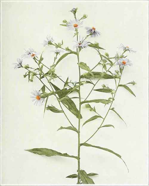 Red-Stalked Or Purple-Stemmed Aster - Aster Puniceus Linnaeus - Plate 241