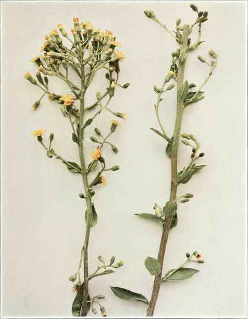 Rough Hawkweed - Hieracium Scabrum Michaux - Plate 224