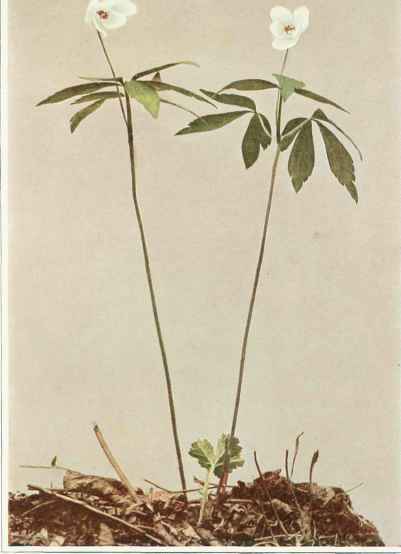 Windflower; Wood Anemone - Anemone Quinquefolia Linnaeus - Plate 68a