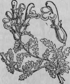 Rose Flowers