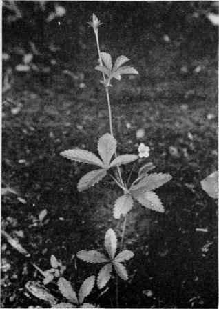 Common Cinquefoil (Five Finger)