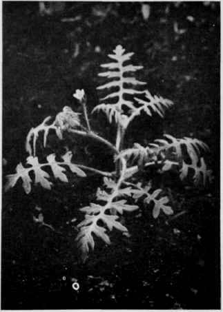 Ellisia (Wild Tomato. Nyctelea)