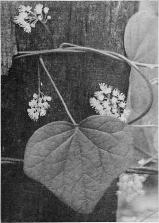 Moonseed