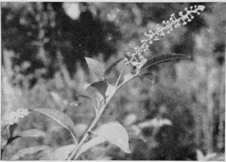 Pokeweed (Scoke. Garget. Indian Poke)