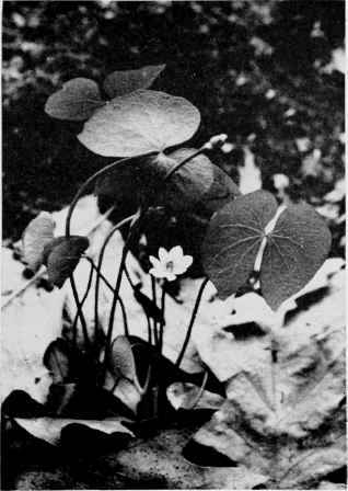 Twinleaf