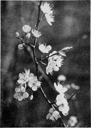 Wild Red Plum (Wild Goose Plum)