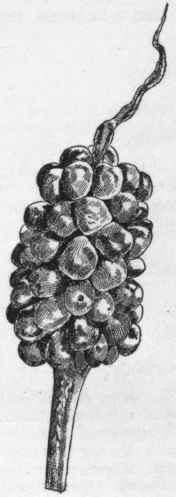 Jack-In-The-Pulpit. Indian Turnip. Arisama Triphyllnm. Arum Family