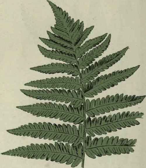 Male Fern (Nephrodium Filix-Mas)