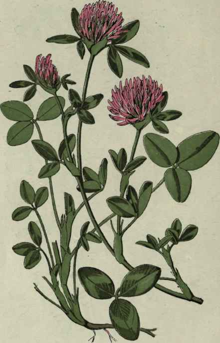 Clovers (Trifolium)