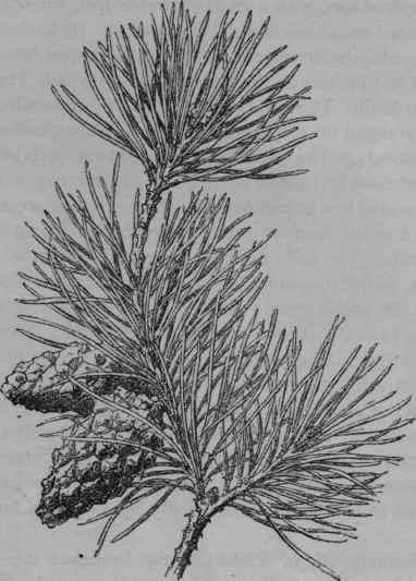 Scotch-Fir Or Pine (Pinus Sylvestris)
