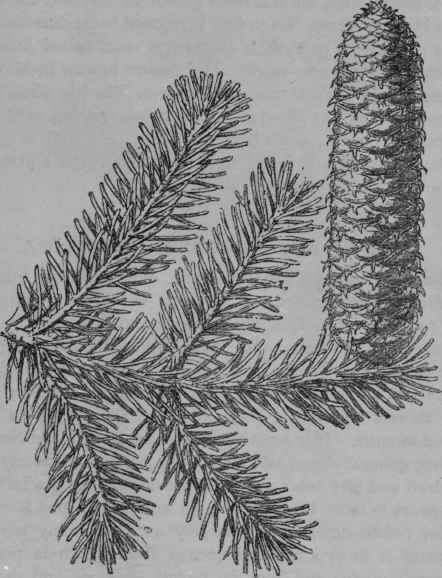 Pinus Pinaster. - Coniferae. The Silver-Fir (Abies Petinata)
