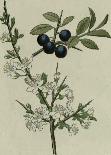 Blackthorn, Or Sloe (Prunus Communis)