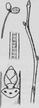 Nyssa L. (Nyssaceae)