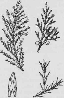 Juniperus L. (Cupressaceae)