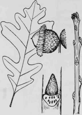 Quercus L. (Fagaceae)