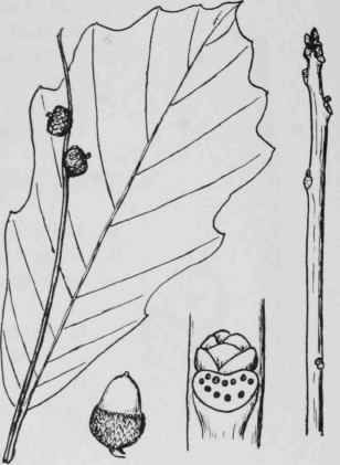 Quercus L. (Fagaceae)