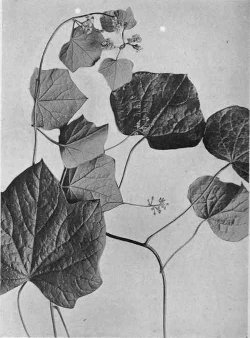 Moonseed Family (Menispermaceae) - Canada Moonseed (Menispermum ...