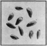 Wormseed Mustard. Erysimum cheiranthoides L.