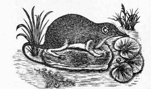 Shrew-Mouse