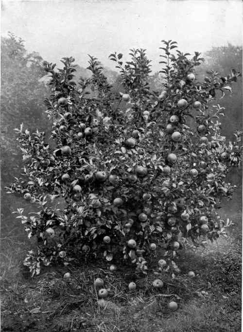 5. Culinary Apples