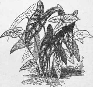 Caladium. Part 3
