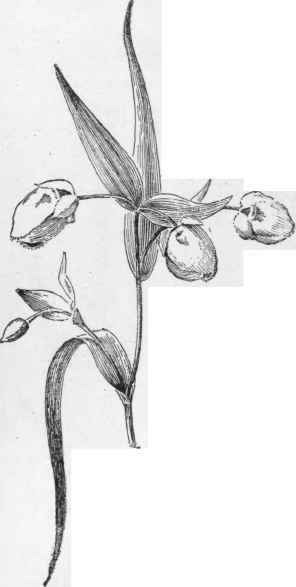 Calochortus