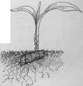 Cordyline