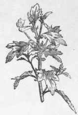 Chrysanthemum. Part 9
