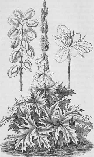 Rheum Palmatum