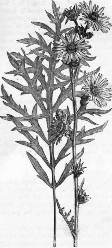 14. Silphium