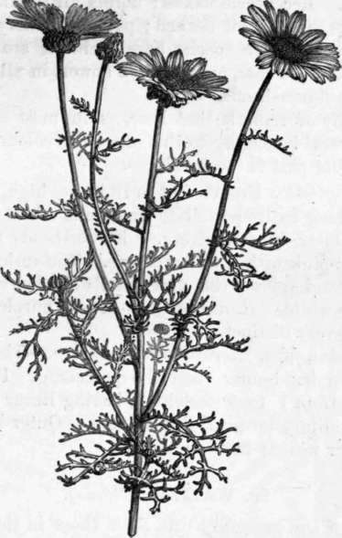 27. Chrysanthemum (Pyrethrum)