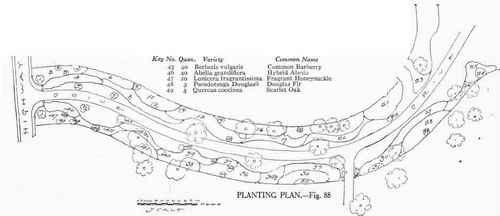Ornamental Planting Of Trees And Shrubs. Part 5