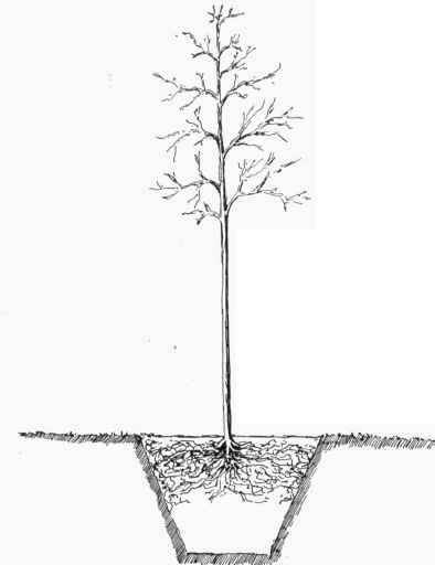 Ornamental Planting Of Trees And Shrubs. Part 9