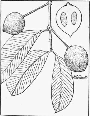 The Bakuri (Platonia Insignis, Mart.)
