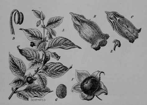 Atropine - Poisonous Alkaloids