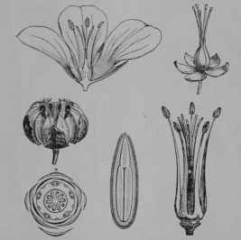 Part 68. Bast Plant Fibers
