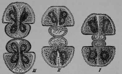 Part 174. The Green Algae - Plant Life-Histories