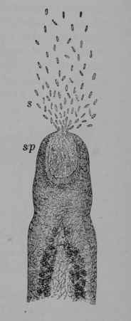 Part 185. The Spore Sac Lichens - Plant Life-Histories
