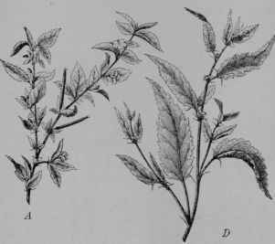 Part 68. Bast Plant Fibers