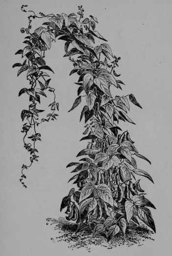 Part 35. Earth Vegetables. Continued