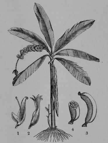 Part 69. Mixed Plant Fibers